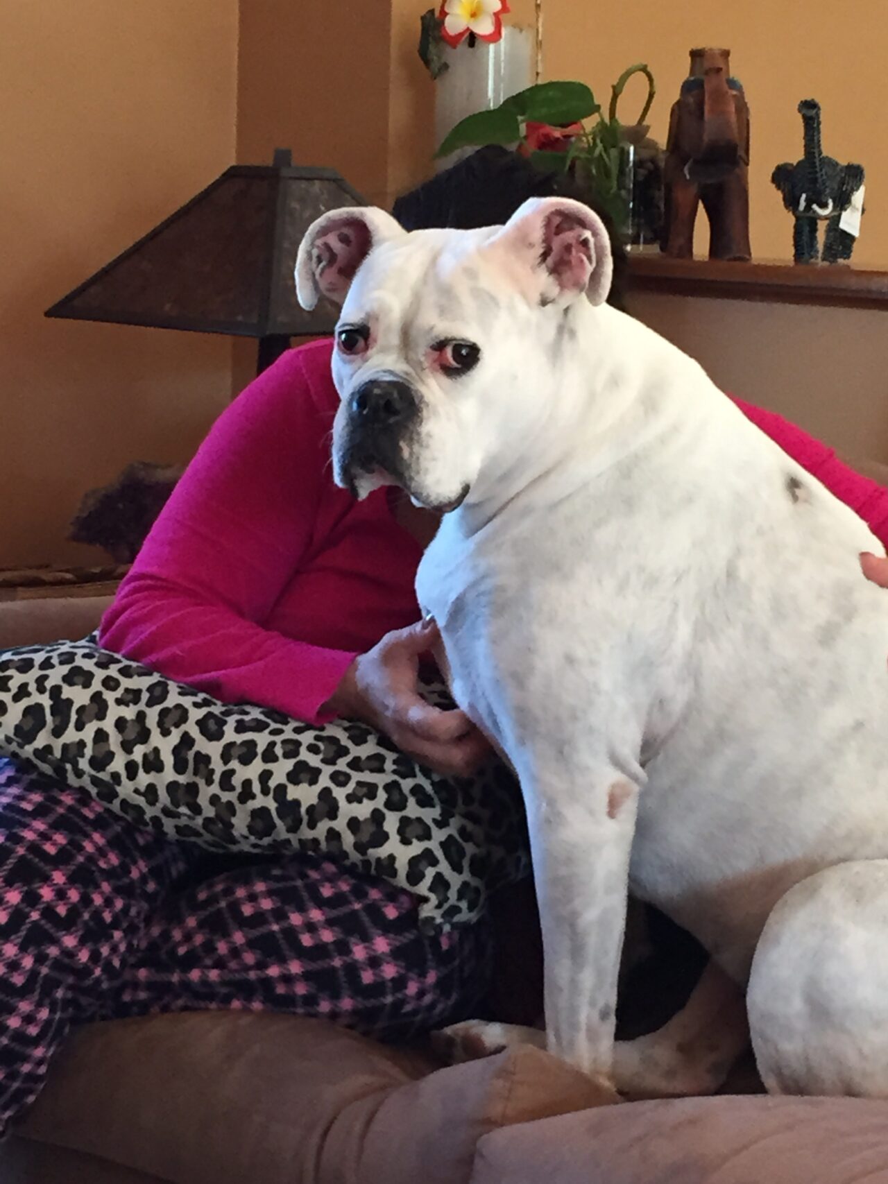 Life Lessons Learned From my Dog - Curves Welcome